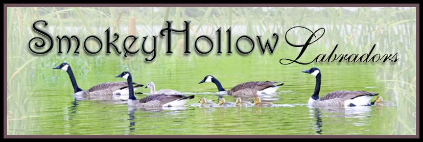 The Labrador Directory - Search AKC Breeders, Studs, Handlers